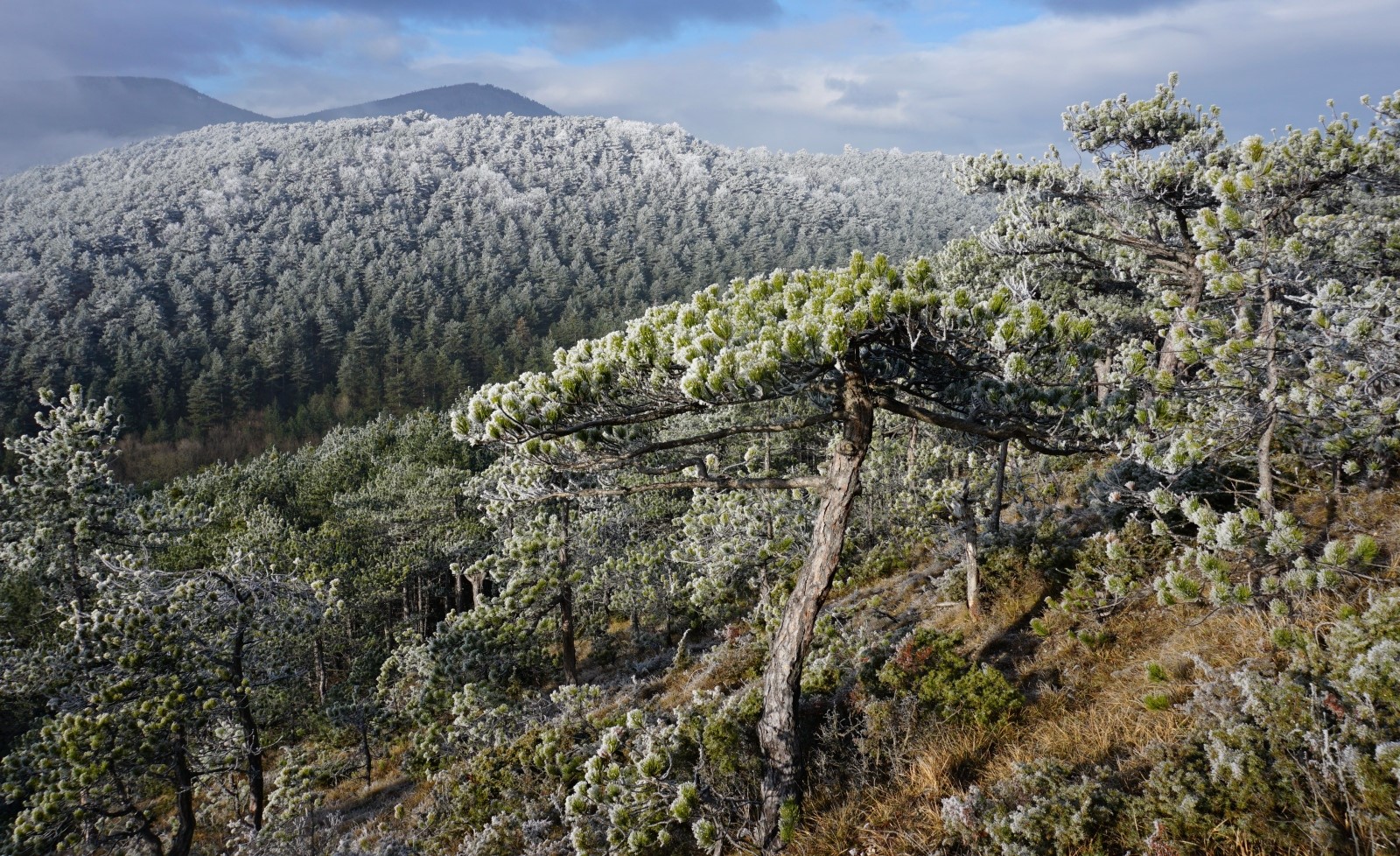 Může být borovice černá v Čechách perspektivní dřevinou? | Silvarium ...