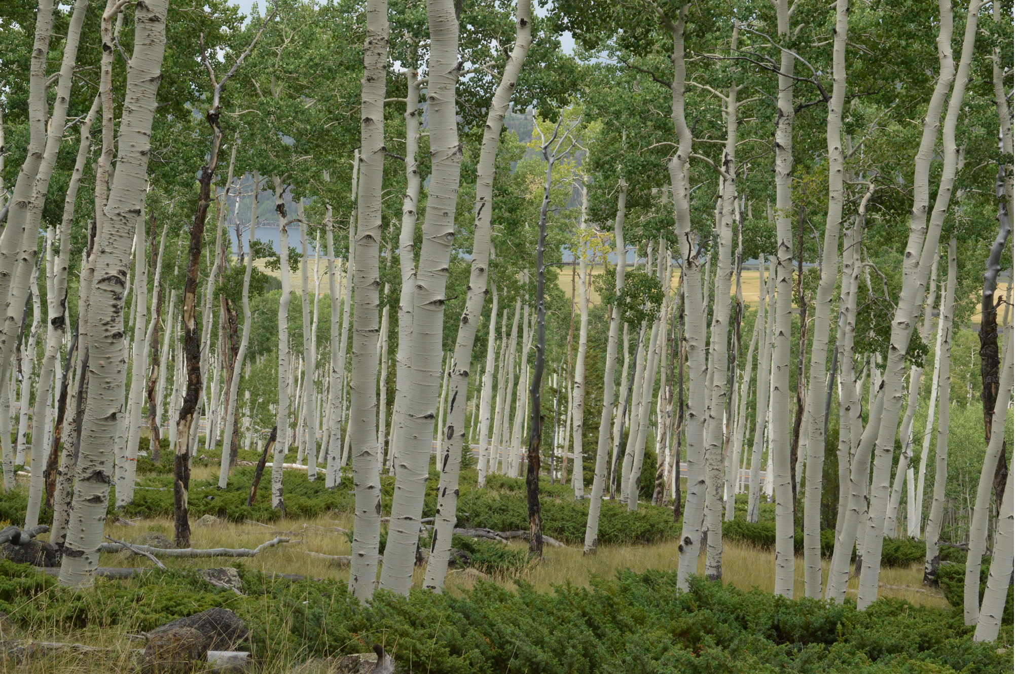 Osika může sehrát významnou roli v otázce adaptace lesů na klimatickou ...